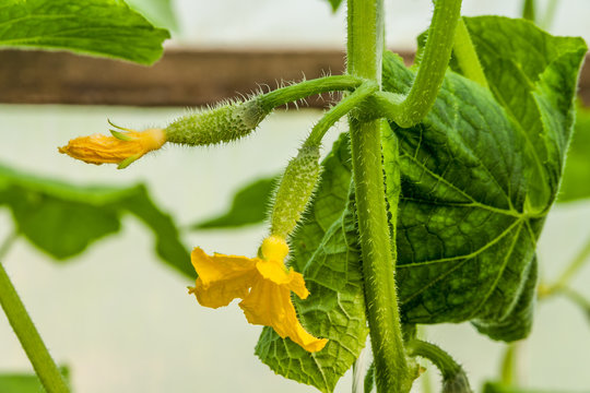 Cucu bilder – Bläddra bland 135 stockfoton, vektorer och videor | Adobe ...