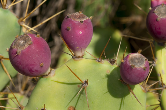 Chumbera Images – Browse 689 Stock Photos, Vectors, and Video | Adobe Stock