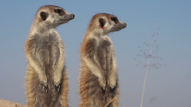 Obrázky Meerkats – procházejte fotografie, vektory a videa 56,469 ...