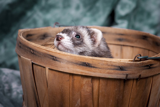 รูปภาพVermin – เลือกดูภาพถ่ายสต็อก เวกเตอร์ และวิดีโอ115,045 | Adobe Stock