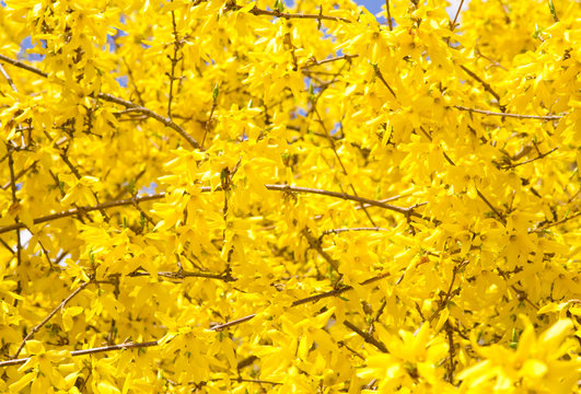 รูปภาพOsterstrauch – เลือกดูภาพถ่ายสต็อก เวกเตอร์ และวิดีโอ846 | Adobe ...