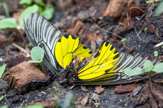 "Dead Butterfly" Images – Parcourir 60 le catalogue de photos, vecteurs ...