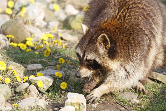 Pelztier bilder – Bläddra bland 890 stockfoton, vektorer och videor ...