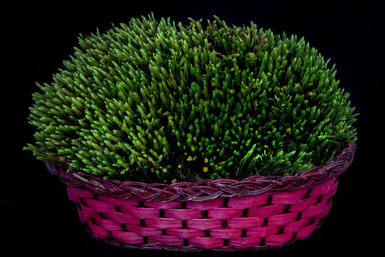 「Sepeti」の写真素材 | 162件の無料イラスト画像 | Adobe Stock