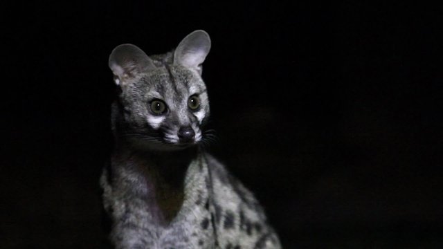 Genet Images – Browse 2,001 Stock Photos, Vectors, and Video | Adobe Stock