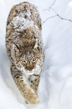 「Lince」の画像 - 1,824 件の Stock 写真、ベクターおよびビデオ | Adobe Stock