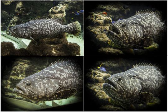 Grouper Images – Browse 18,450 Stock Photos, Vectors, and Video | Adobe ...