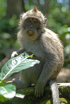 Makaka Images – Browse 66 Stock Photos, Vectors, and Video | Adobe Stock