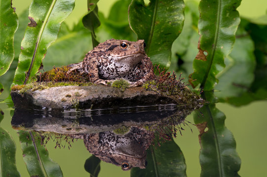 รูปภาพ"Bug-Eyed – เลือกดูภาพถ่ายสต็อก เวกเตอร์ และวิดีโอ838 | Adobe Stock
