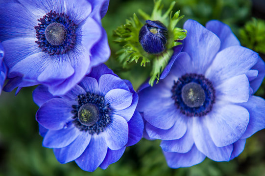 Blue Anemone Flower Bouquet