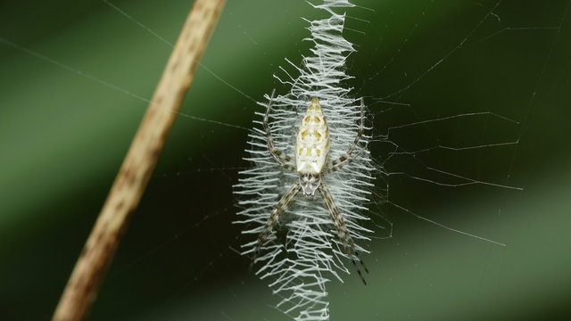 "Writing Spider" - Images et vidéos libres de droits | Adobe Stock