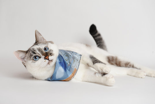 รูปภาพCatling – เลือกดูภาพถ่ายสต็อก เวกเตอร์ และวิดีโอ1,992 | Adobe Stock