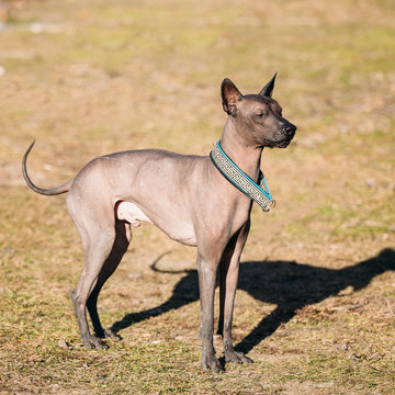 Xolito Images – Browse 36 Stock Photos, Vectors, and Video | Adobe Stock