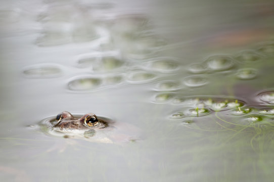 Batracio bilder – Bläddra bland 68 stockfoton, vektorer och videor ...