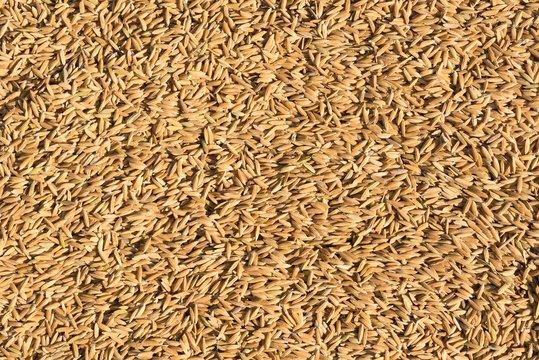 "Paddy Images – Browse 2,085,796 Stock Photos, Vectors, and Video ...