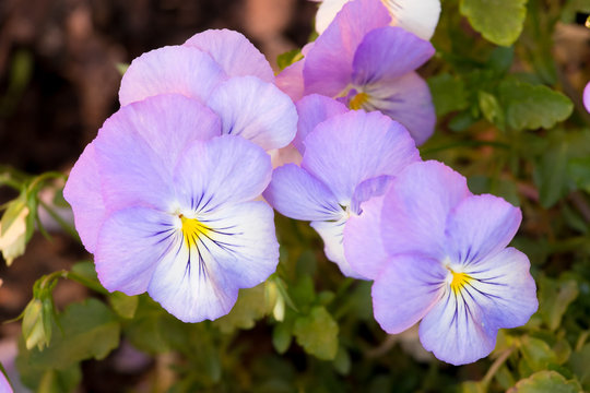 Lilla bilder – Bläddra bland 5,777 stockfoton, vektorer och videor ...