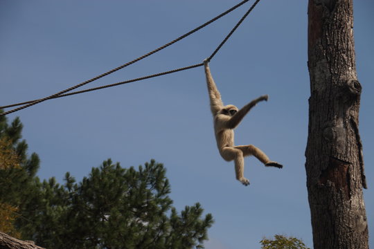 Skok Images – Browse 18 Stock Photos, Vectors, and Video | Adobe Stock