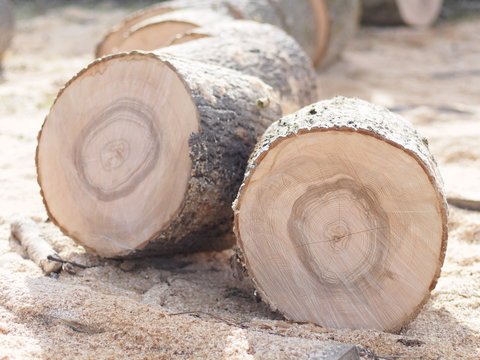 Eschenbaum Images – Browse 25 Stock Photos, Vectors, and Video | Adobe ...