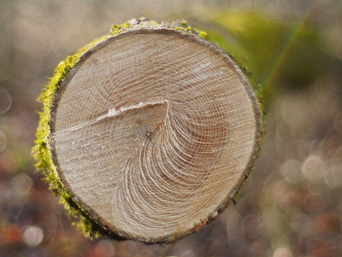 Eschenbaum Images – Browse 24 Stock Photos, Vectors, and Video | Adobe ...