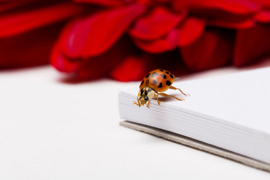 164 BESTE Winzling BILDER, STOCK-FOTOS & -VEKTORGRAFIKEN | Adobe Stock