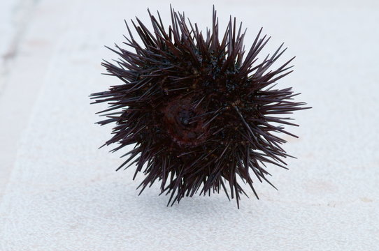 Aculei Bilder – Durchsuchen 423 Archivfotos, Vektorgrafiken und Videos ...