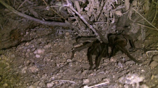 Tarantura Images – Browse 142 Stock Photos, Vectors, and Video | Adobe ...