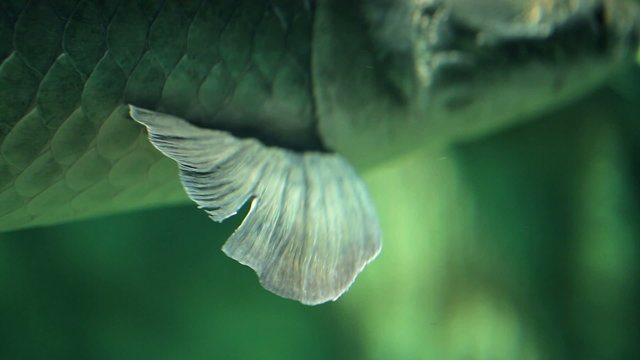 รูปภาพArapaima – เลือกดูภาพถ่ายสต็อก เวกเตอร์ และวิดีโอ641 | Adobe Stock