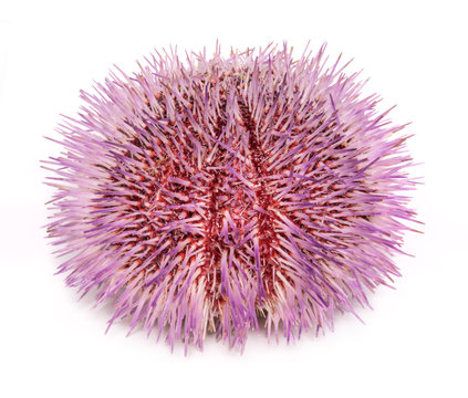 Echinus Images – Browse 11 Stock Photos, Vectors, and Video | Adobe Stock