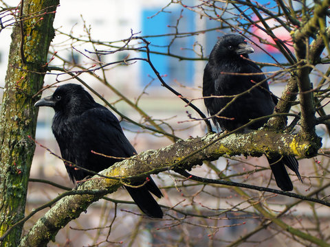 รูปภาพ"Raben – เลือกดูภาพถ่ายสต็อก เวกเตอร์ และวิดีโอ1,297 | Adobe Stock
