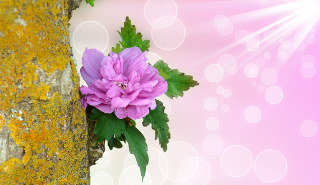 Lilla Bilder – Durchsuchen 5,875 Archivfotos, Vektorgrafiken und Videos ...