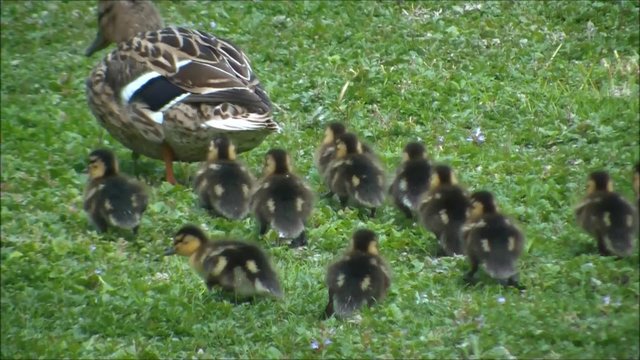 "Little Ducks" Bilder – Durchsuchen 148 Archivfotos, Vektorgrafiken und ...