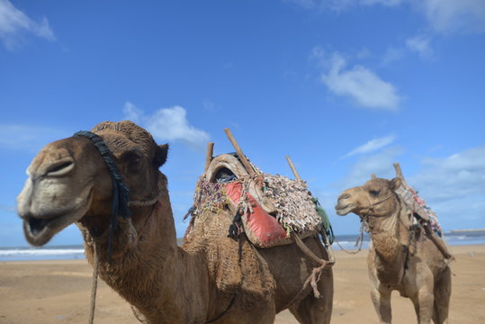 รูปภาพCamelry – เลือกดูภาพถ่ายสต็อก เวกเตอร์ และวิดีโอ64 | Adobe Stock