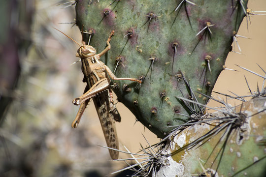 Saltamonte Images – Browse 50 Stock Photos, Vectors, and Video | Adobe ...