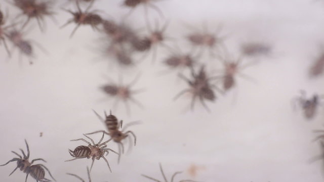 Linothele Bilder – Durchsuchen 21 Archivfotos, Vektorgrafiken und ...