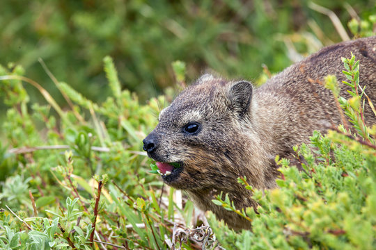 Cacadu Images – Browse 48 Stock Photos, Vectors, and Video | Adobe Stock