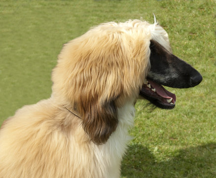 Windhund bilder – Bläddra bland 3,455 stockfoton, vektorer och videor ...