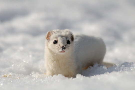 "Least Weasel" Images – Browse 2,807 Stock Photos, Vectors, and Video ...