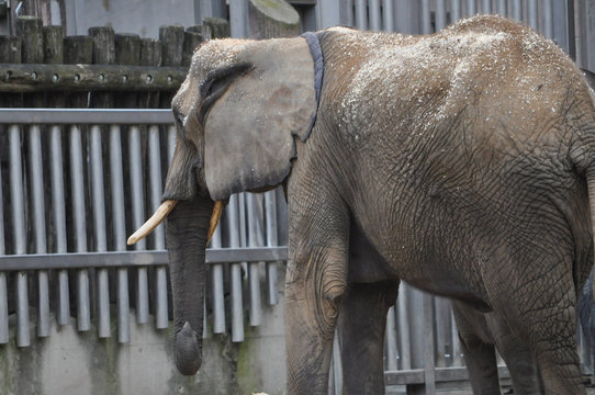 รูปภาพProboscidea – เลือกดูภาพถ่ายสต็อก เวกเตอร์ และวิดีโอ6,935 | Adobe ...