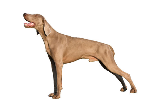 Tan Weimaraner