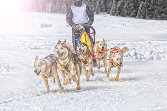 รูปภาพMusher – เลือกดูภาพถ่ายสต็อก เวกเตอร์ และวิดีโอ6,396 | Adobe Stock