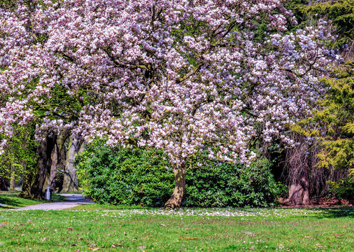Imagens de Magnolienbaum – Explore Fotografias do Stock, Vetores e ...