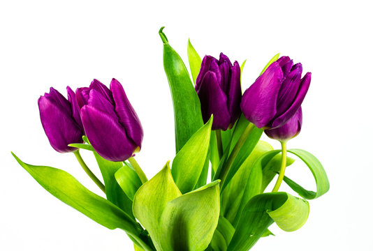 Ulip Bilder – Durchsuchen 84 Archivfotos, Vektorgrafiken und Videos | Adobe Stock