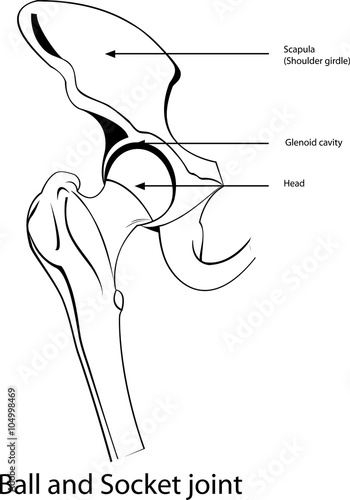 Ball And Socket Joint Drawing For Kids Ball And Socket Joint Drawing For Kids