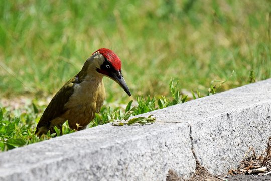 รูปภาพErdspecht – เลือกดูภาพถ่ายสต็อก เวกเตอร์ และวิดีโอ187 | Adobe Stock