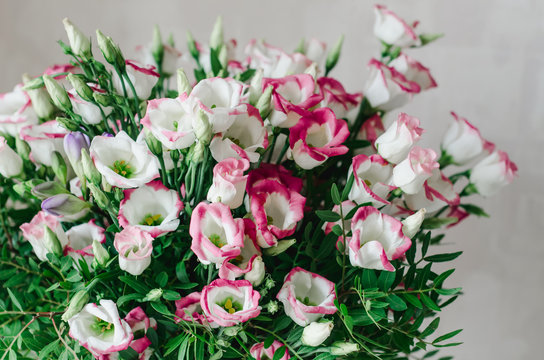 รูปภาพEustoma – เลือกดูภาพถ่ายสต็อก เวกเตอร์ และวิดีโอ43,225 | Adobe Stock