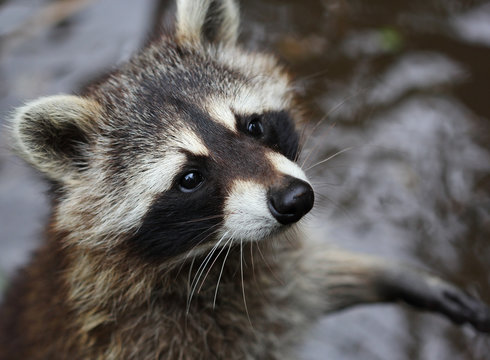 Wasbeer Bilder – Durchsuchen 126,184 Archivfotos, Vektorgrafiken und ...