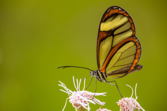 รูปภาพGlasswing – เลือกดูภาพถ่ายสต็อก เวกเตอร์ และวิดีโอ1,021 | Adobe Stock