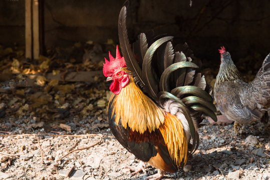 Beautiful Make 105080018 Model Pio3 Images – Browse 1 Stock Photos ...