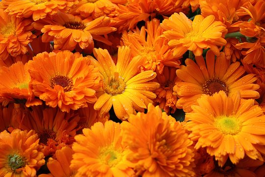 「Neven」の画像 - 32 件の Stock 写真、ベクターおよびビデオ | Adobe Stock