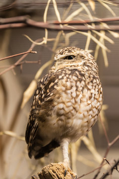 รูปภาพAfroaves – เลือกดูภาพถ่ายสต็อก เวกเตอร์ และวิดีโอ11 | Adobe Stock